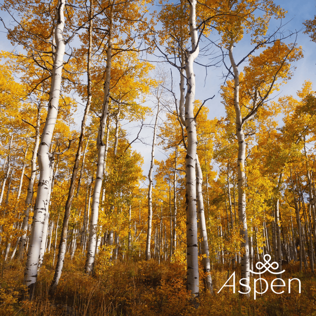 For Leaders: How to Run a Remote Recruitment Process - Aspen People