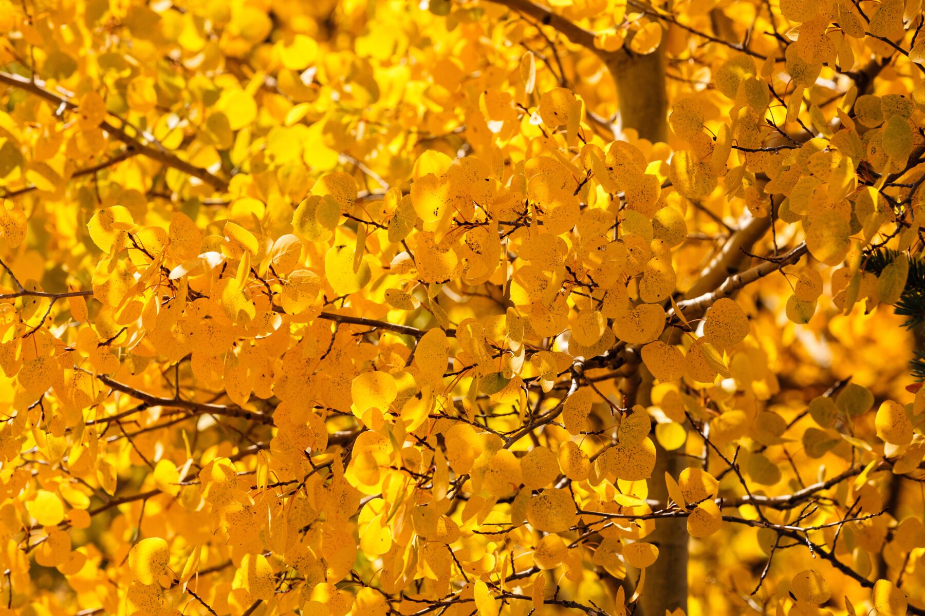 Alfred Stewart Trust - Non Executive Recruitment - Aspen People